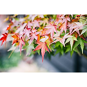 300+ Bonsai Tree Seeds – 10 Popular Varieties of Non GMO Heirloom Bonsai Seeds Red Maple, elm Tree, Blue Spruce, Black Spruce, Black Pine, Wisteria, Sakura, Flame Tree, Bauhinia, Dawn Redwood