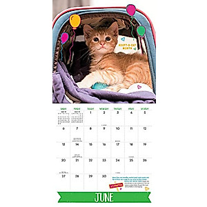 Kitten Lady's Big Year of Little Kittens 2021 Wall Calendar