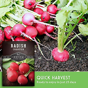 Survival Garden Seeds - Champion Radish Seed for Planting - Packet with Instructions to Plant and Grow Red Radishes in Your Home Vegetable Garden - Non-GMO Heirloom Variety