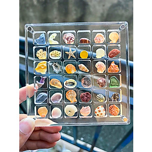 Seashell Display Case with Solid Wood Base, 36 Grids Acrylic Display Box for Small Sea Shell, Transparent Sea Shell Holder, Seashell Container for Home Decoration, Small Craft Organizers Container