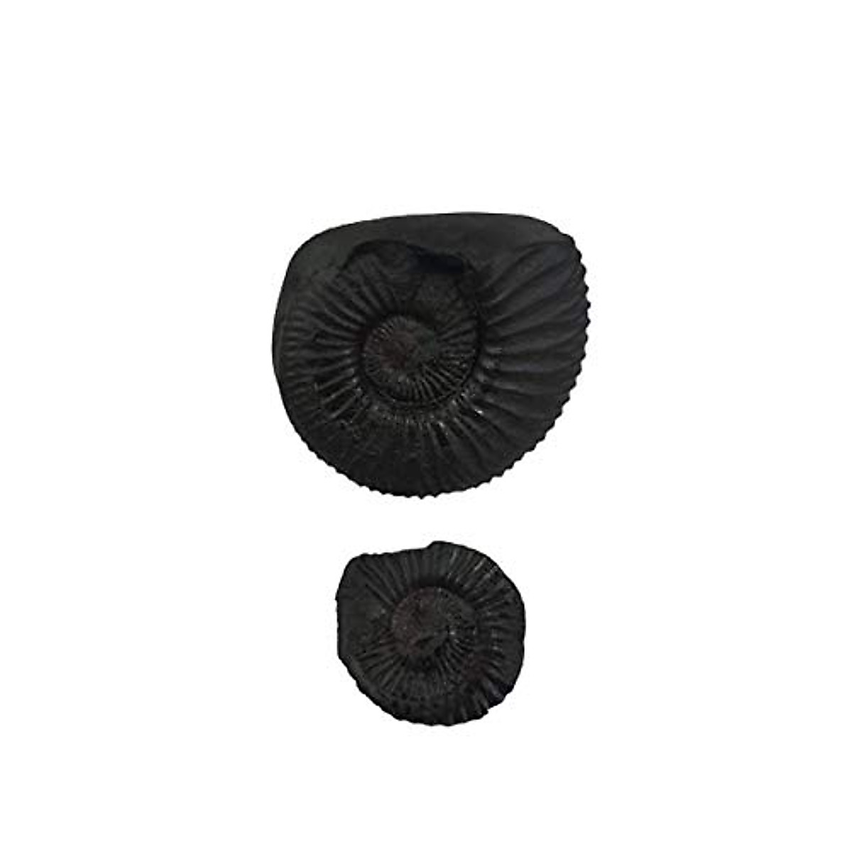 numeroastro Natural & Original Shaligram Stone | Shila (Laxmi Narayan Ji) (AAA Quality) from Gandaki River Nepal (1 Set)