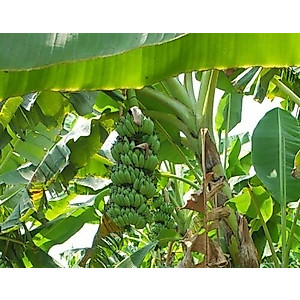 15 Banana Tree Seeds - 15 Seeds (Musa acuminata SSP. acuminata) - Pack of 15 Rare and Viable Seeds - QO Seeds