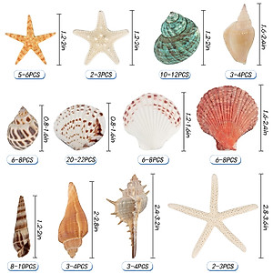 Jangostor Sea Shells Mixed Ocean Seashells, 1.2"-3.5" Various Sizes Beach Seashells and Natural Starfish for Vase Fillers Fish Tank Beach Themed Party Home Wedding Decorations DIY Crafts