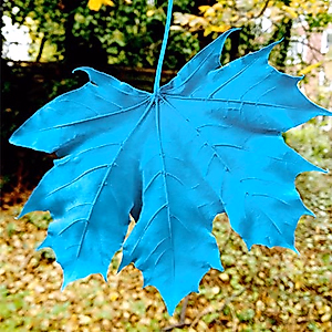 QAUZUY GARDEN 50+ Seeds Blue Maple Acer Tree Seeds for Planting - Dwarf Trident Bloodgood Maple Bonsai Tree Seeds-Easy to Grow & Maintain