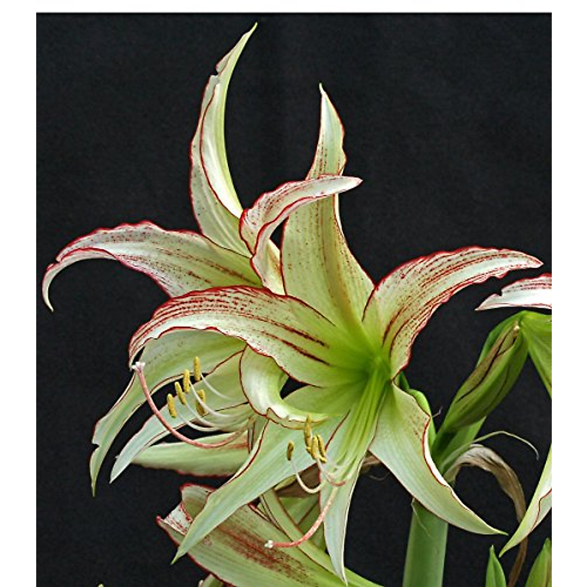 Exotic Cybister, Emerald Amaryllis, Blooming Sized Bulb, Great as a potted plant, or specimin garden plant