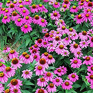 MOKALALA 100 Pcs Purple Coneflower Seeds | Non-GMO | Echinacea Seeds for Planting Home Garden