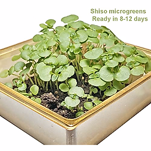 For 2024! 200 Perilla Seeds,Non GMO Seeds for Sprouting, Heirloom Vegetable Seeds for Planting. Great Hydroponic Seeds for Pods(Egoma/Sesami Herb Seeds #2,Perilla 紫苏,Green-1g,200 Seeds)