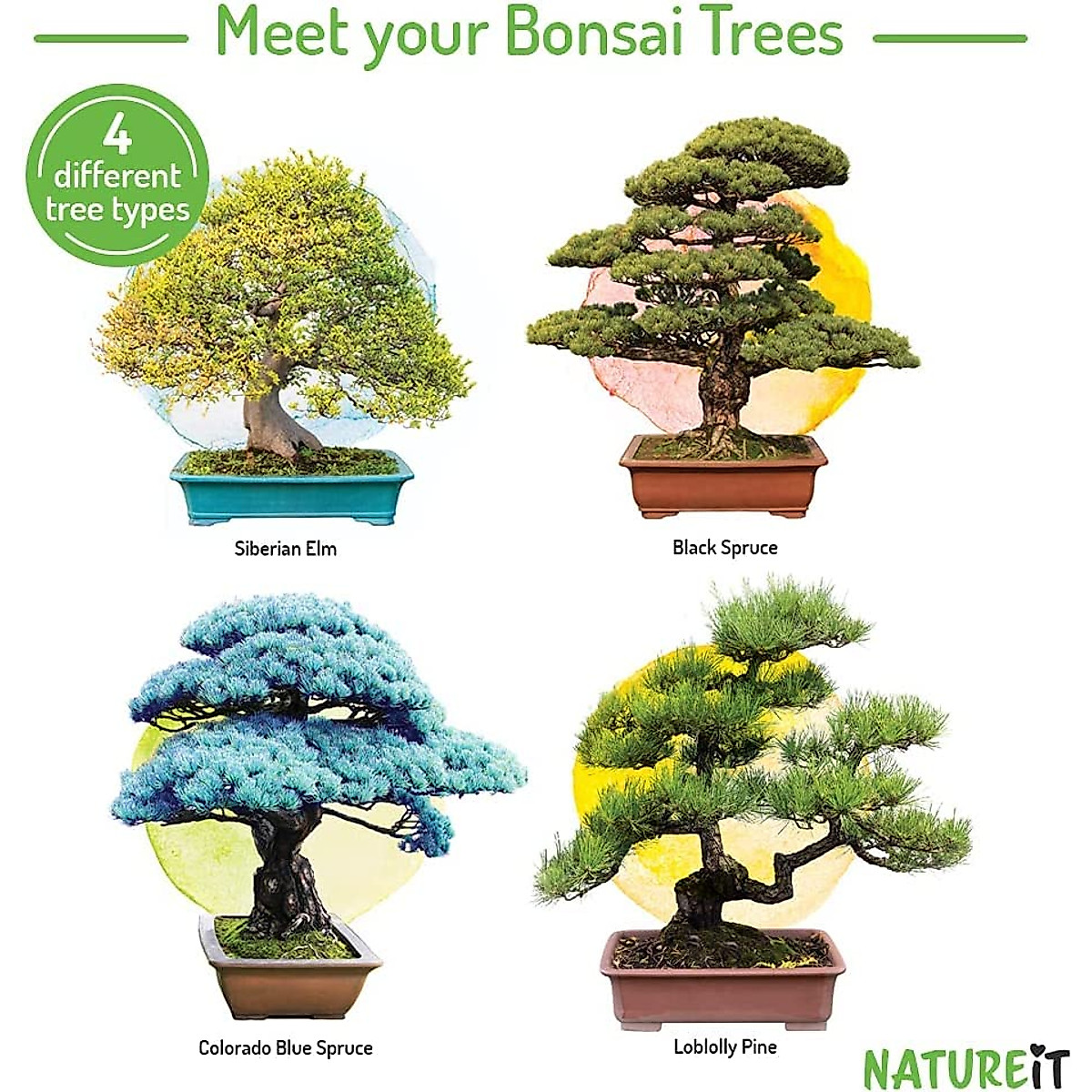 Natureit Bonsai Tree Starter Kit - Grow 4 Bonsai Trees from Seeds. All-in-One Indoor/Outdoor DIY Craft Kits for Adults Men & Women. Christmas Ideas for Plant Lovers or Mom & Dad who has Everything