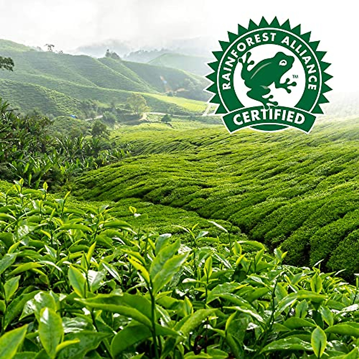 Red Rose Orange Pekoe Tea (216)