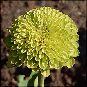 Seed Needs, Lime Green Envy Zinnia Seeds - 250 Heirloom Seeds for Planting Zinnia elegans - Annual Cut Flowers to Grow in a Butterfly Garden Outdoors (1 Pack)