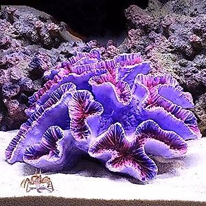Danmu 1Pc of Polyresin Coral Ornaments, Aquarium Coral Decor for Fish Tank Aquarium Decoration 6 2/5" x 5 1/2" x 2 7/10"