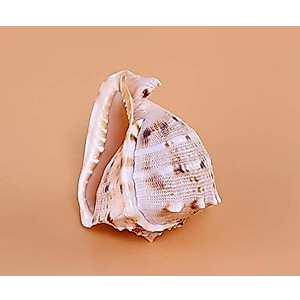 Meking PVC Backdrop 27x51inch (68x130cm) PVC Background Matte PVC Solid Color Photography Backdrop for Photo Video Photography Studio -9 in 1 kit