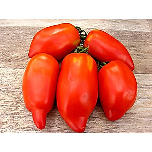 Unique Pepper-Look Tomato Vegetable Garden Seeds for Planting About 40 Seeds