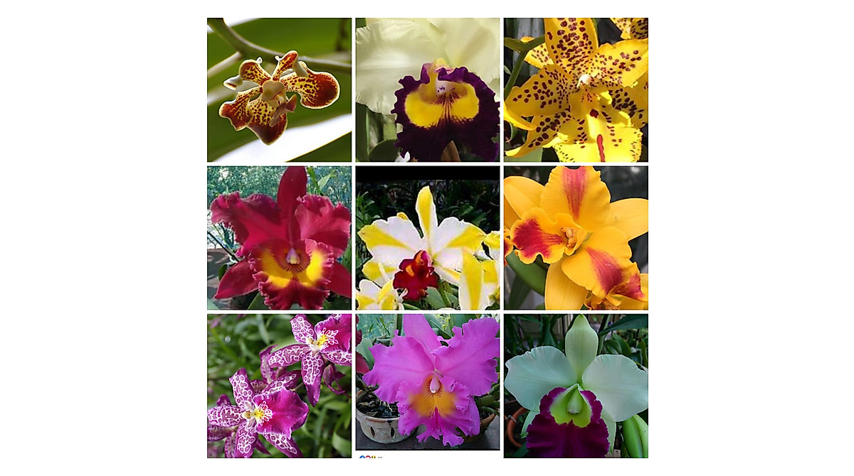 Premium Live Orchid Plants - Cattleya, Oncidium & More