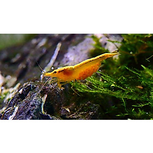 Blue Crown Aquatic 10 Ultra Gold (Neocaridina Davidi) Live Freshwater Aquarium Shrimps 1/4 to 1/2 inch