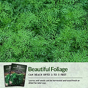 Survival Garden Seeds - Dill Seed for Planting - Packet with Instructions to Plant and Grow Popular Pickling Herbs in Your Home Vegetable and Herb Garden - Non-GMO Heirloom Variety - 1 Pack