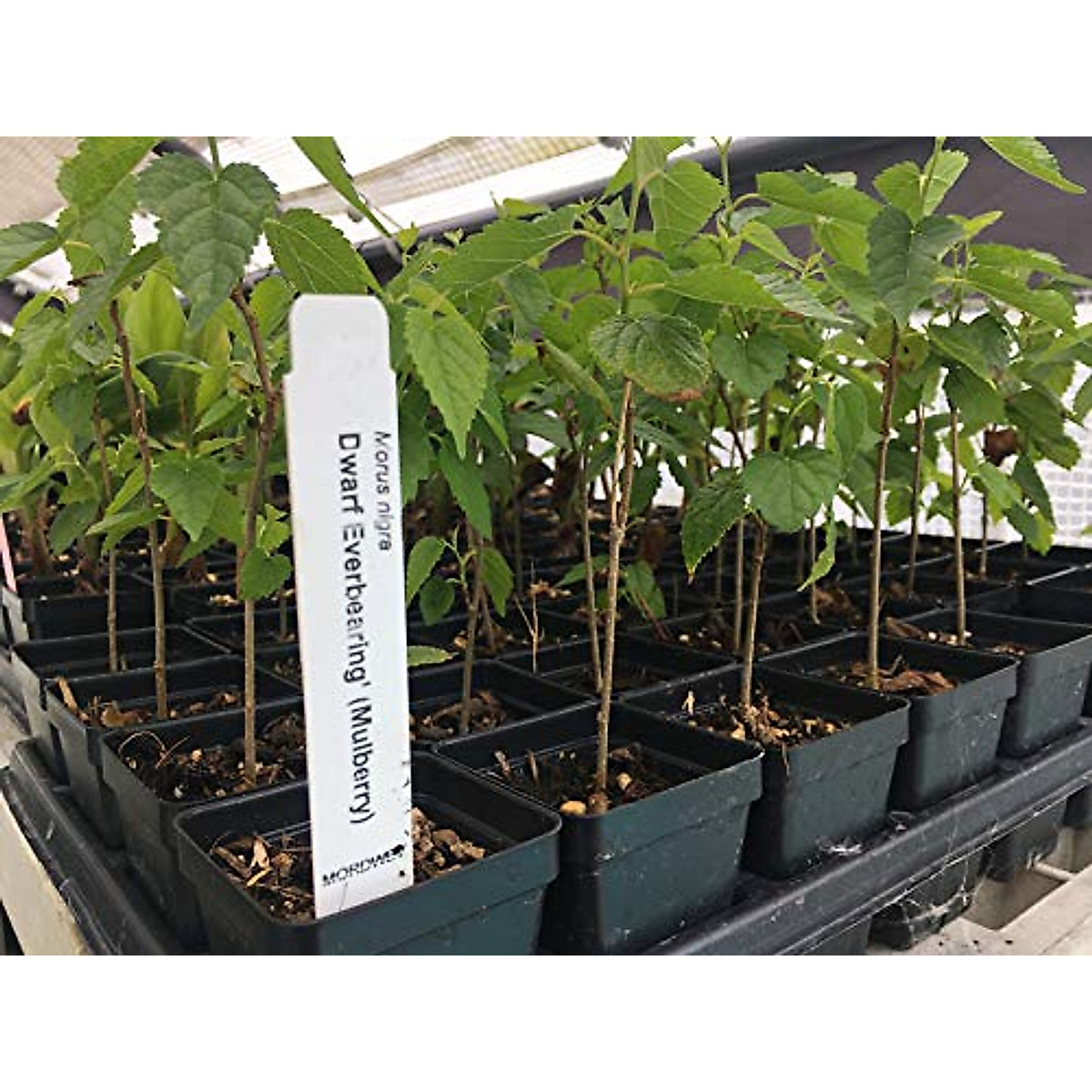 Dwarf Everbearing Mulberry Plant - Morus nigra - Live Plant