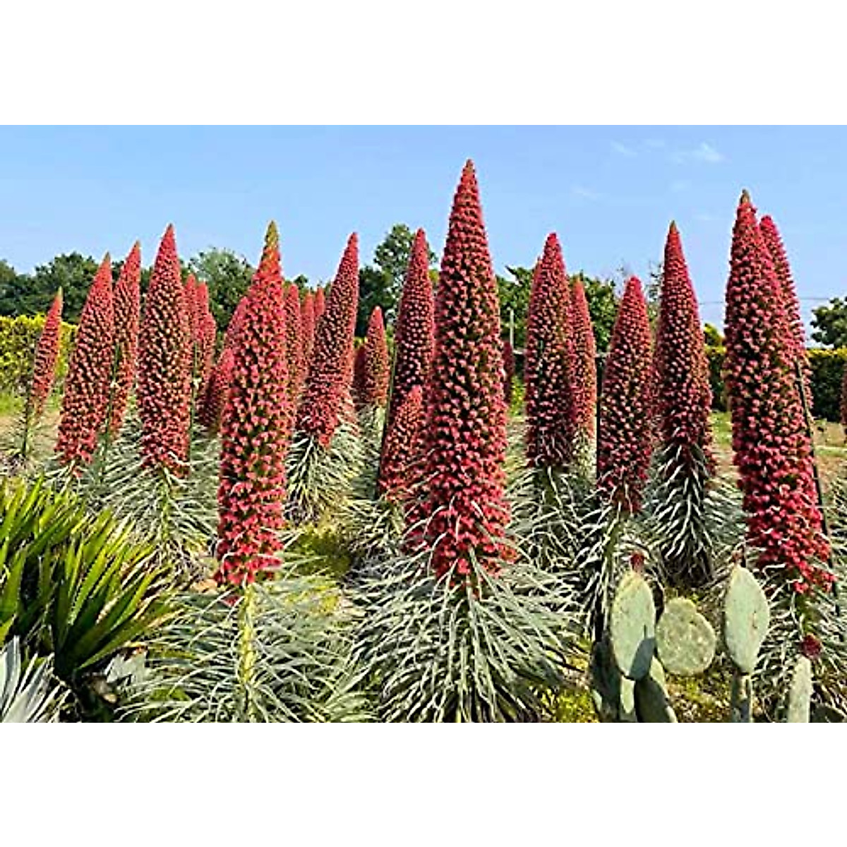 10 Tower of Jewels Seeds - Echium Wildpretii - Rare and Exotic Flowering Plant - Excellent Bonsai Specimen