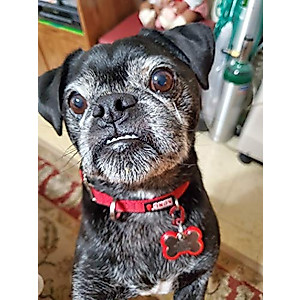 Klippy 2-Pack, 2 Pet Tag Quick Clips, Perfect for Dogs and Cats, Silver