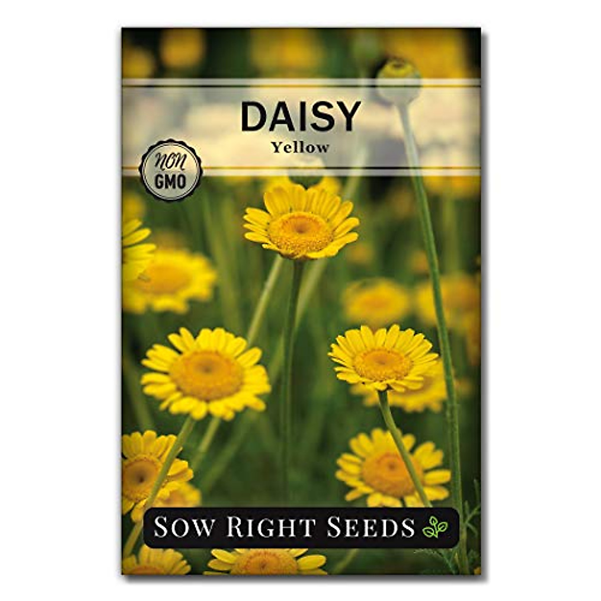Sow Right Seeds - Yellow Daisy Flower Seeds for Planting, Beautiful Flowers to Plant in Your Garden; Non-GMO Heirloom Seeds; Wonderful Gardening Gifts (1)