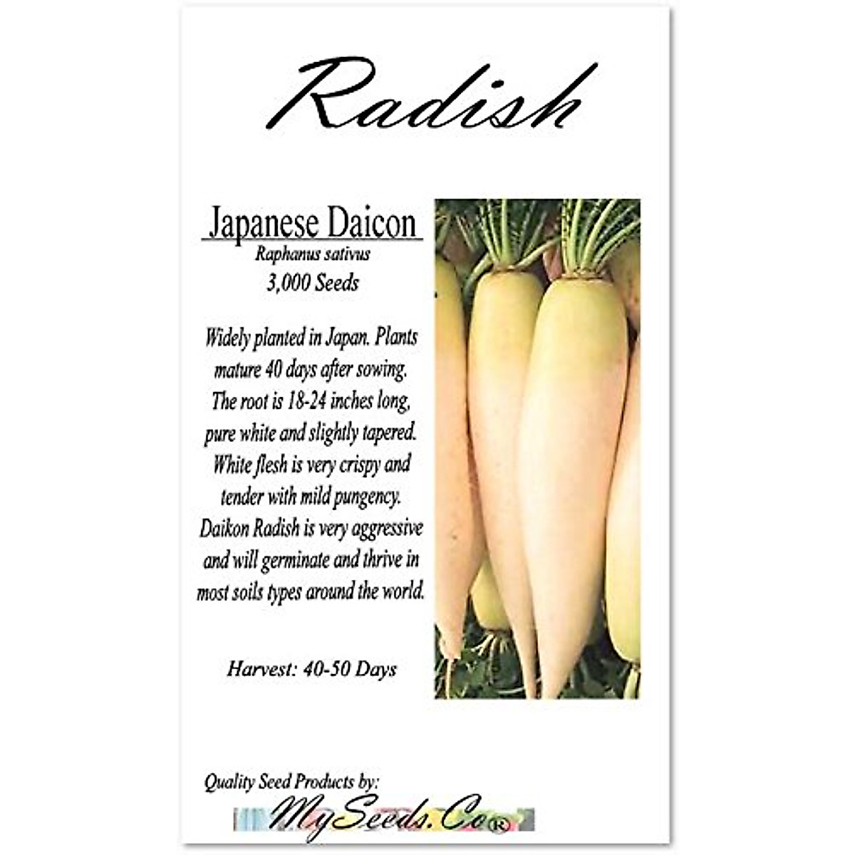 Big Pack - (3,000) Japanese Daikon - Daikon Radish Seeds - Japanese Radish - Non-GMO Seeds by MySeeds.Co (Big Pack - Daicon Radish)