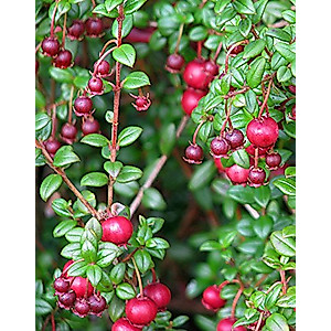 1135-Chilean Strawberry Bush (Ugni molinae) Seeds by Robsrareandgiantseeds UPC0764425787488 Non-GMO,Organic,Historic Plants, Bonsai,1135 Package of 5 Seeds