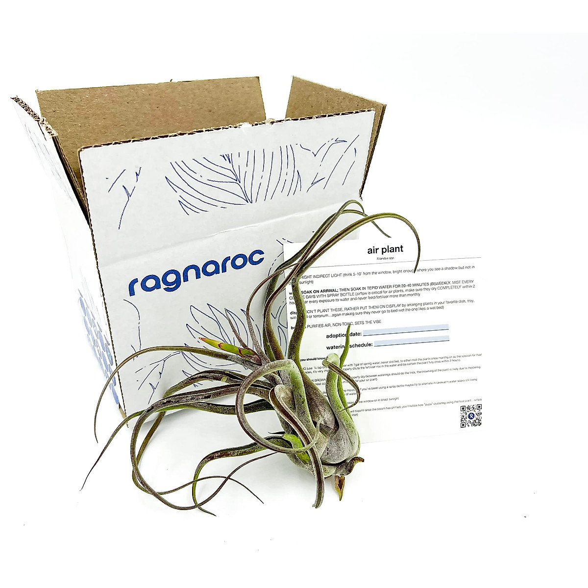 ragnaroc Air Plants - Flowering Tillandsia Caput Medusae, Large 5-7" - 1ct - Live Arrival Guaranteed - House Plants for Home Decor & Gift