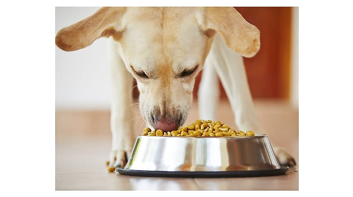 GPET 32 Oz Stainless Steel Dog Bowls - 2 Pack