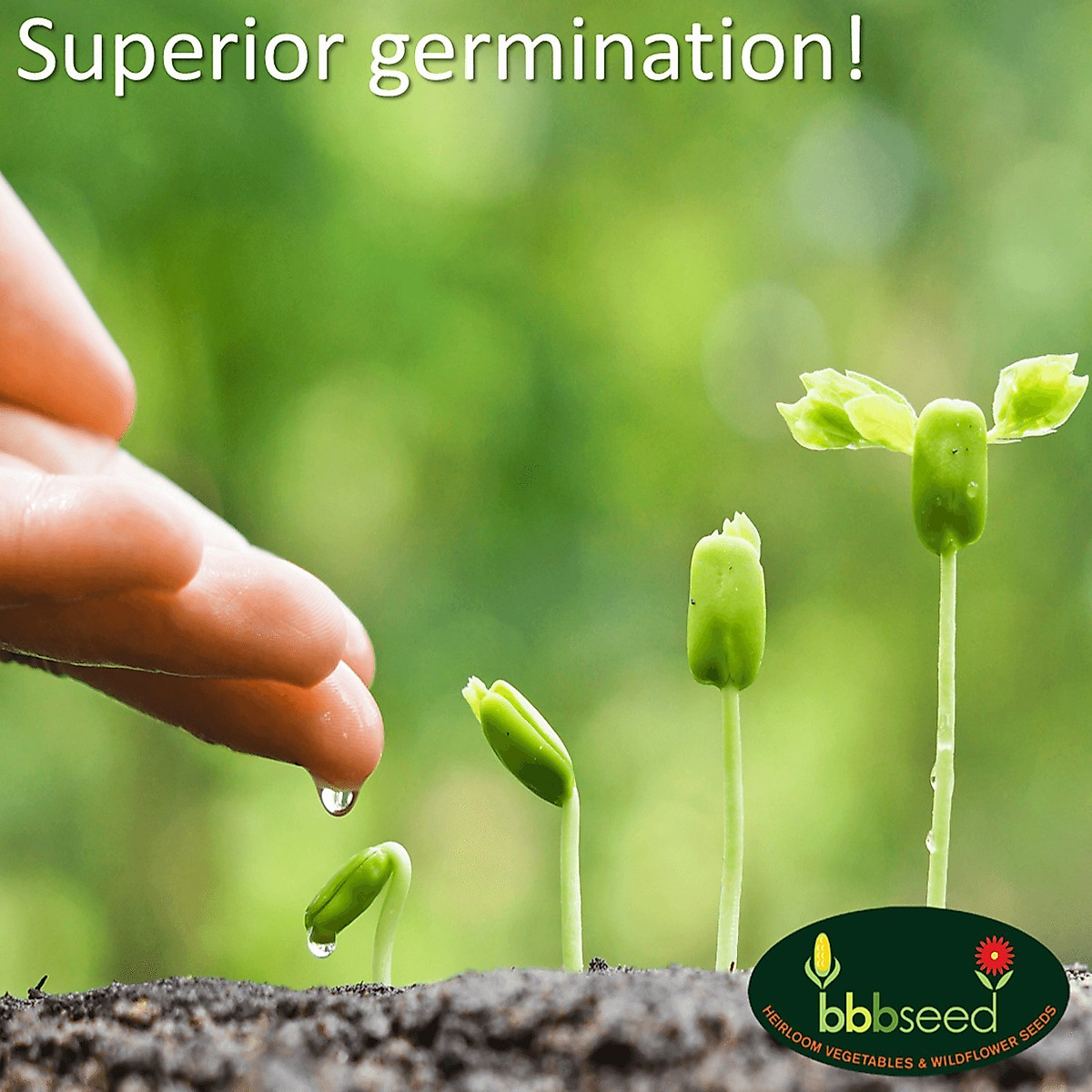 Sunflower Wildflower Seeds Mix - 1oz, Open-Pollinated Wildflower Seed Mix Packets, Non-GMO, No Fillers, Annual Sunflower Seeds, Summer Planting - 1 oz