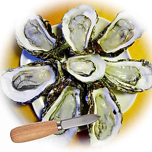 DOMG 10Pcs Oyster Clam Shucking Knife Opener with Wooden Handle