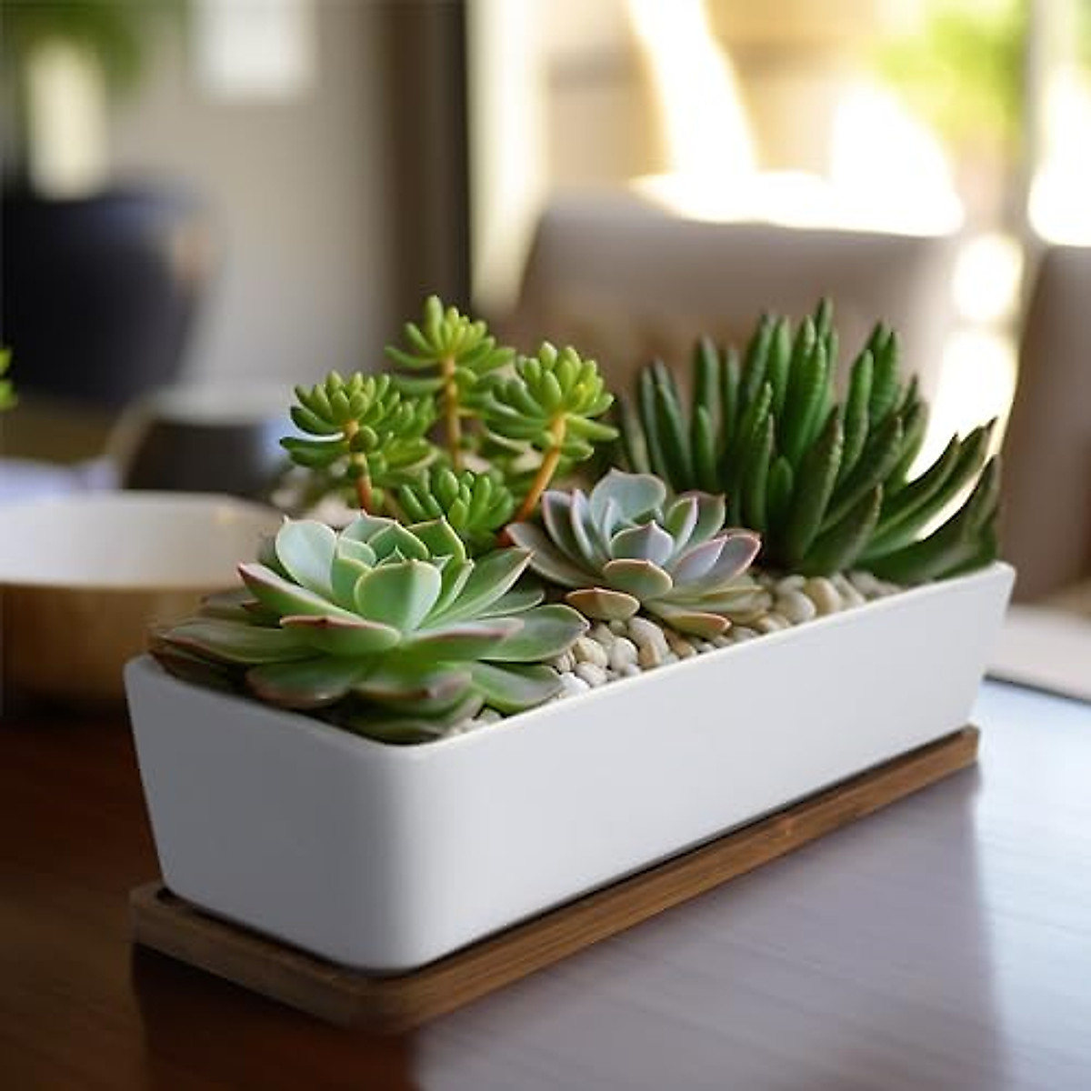 Ceramic Succulent Pots - 1 Pot - Long Rectangle - with Bamboo Tray - White - 11"