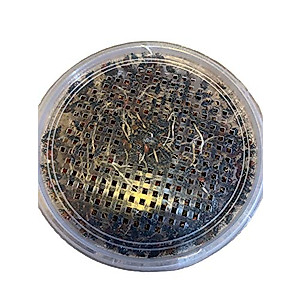 Thanos Lanibug Organics 500 Live Hippodamia Convergens Ladybugs- Guaranteed Live Delivery with Standard/Priority Shipping