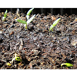 1112A-Tropical Hibiscus, Giant Pink (Hibiscus rosa-sinensis) Seeds by Robsrareandgiantseeds UPC0764425787105 Non-GMO,Organic,USA Grower, Cold Hardy, 1112-A Package of 10 Seeds