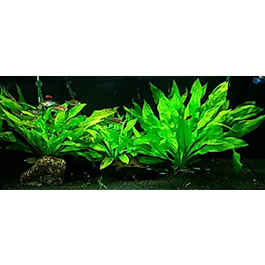 Marcus Fish Tanks - 3X Amazon Sword Echinodorus Bleheri Easy Live Aquarium Plants for Aquatic Freshwater Fish Tank