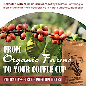 Wild Kopi Luwak, the World’s Most Exclusive Coffee, Sustainably Sourced From Sumatra, Indonesia (100gr / 3.5oz)