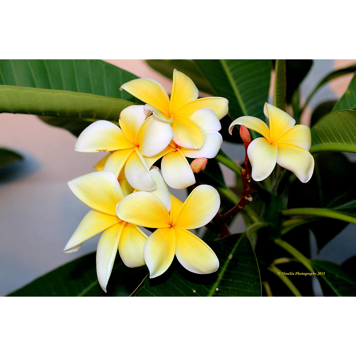 Plumeria Frangipani Cutting Rubra Yellow 10"-12" Discount Hawaiian Gifts