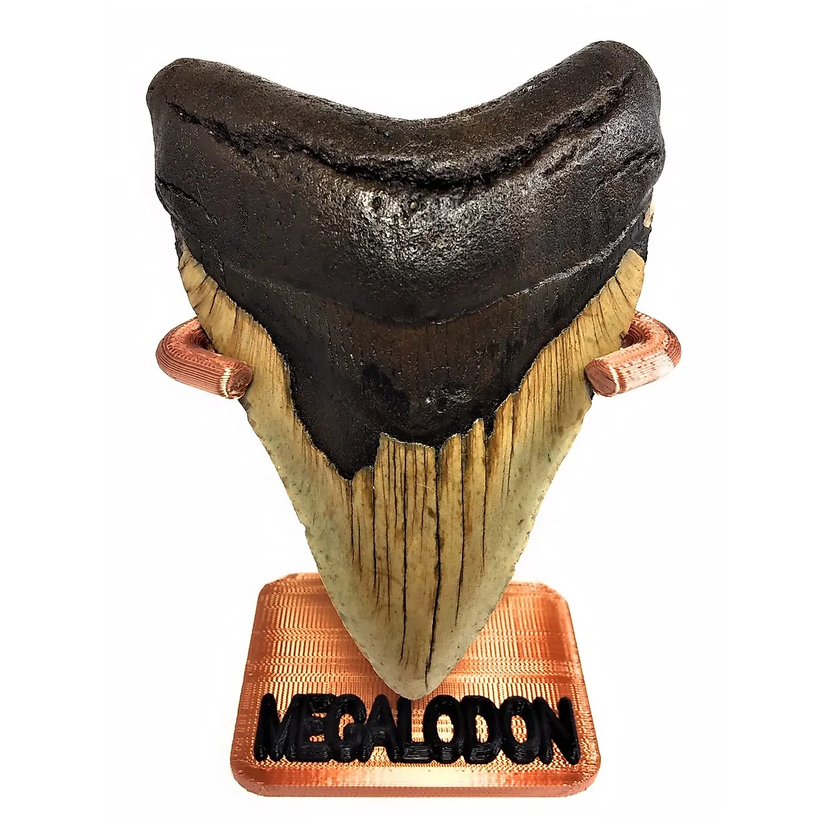 Deep Sea Fossils Exact Tooth - Genuine One-of-a-Kind Prehistoric Fossilized Megalodon Shark with a Custom 3D-Printed Stand and Glossy 8-1/2inches x 11inches Certificate of Authenticity (4.958inches)