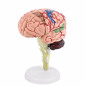 Brain Model Disassembled Human Anatomical Model Colorful 4D Structure Teaching Learning Tool for General Anatomical Study