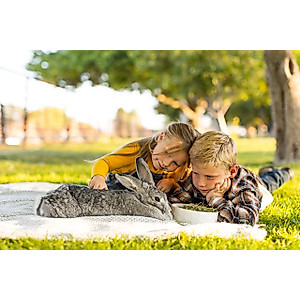 PremiYum Standlee Western Timothy Grass Hay Small Animal Food for Rabbits, Guinea Pigs, and Chinchillas, 20 lb. Box