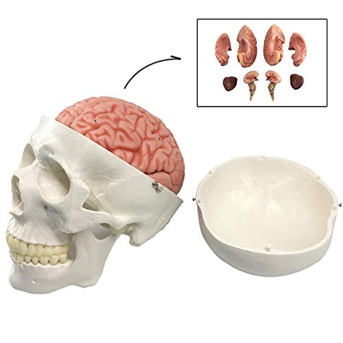 Human Skull and Brain Model, 11 Parts, Life Size, Anatomical Human Head Model W/Brain, Human Skull, for Medical Teaching Learning, Medical Students and Kids Education Display Tool