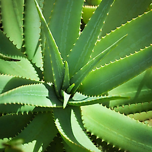 Humphreys Nourish Witch Hazel + Aloe Alcohol-Free Toner, Clear, 8 Oz ( Pack of 1)