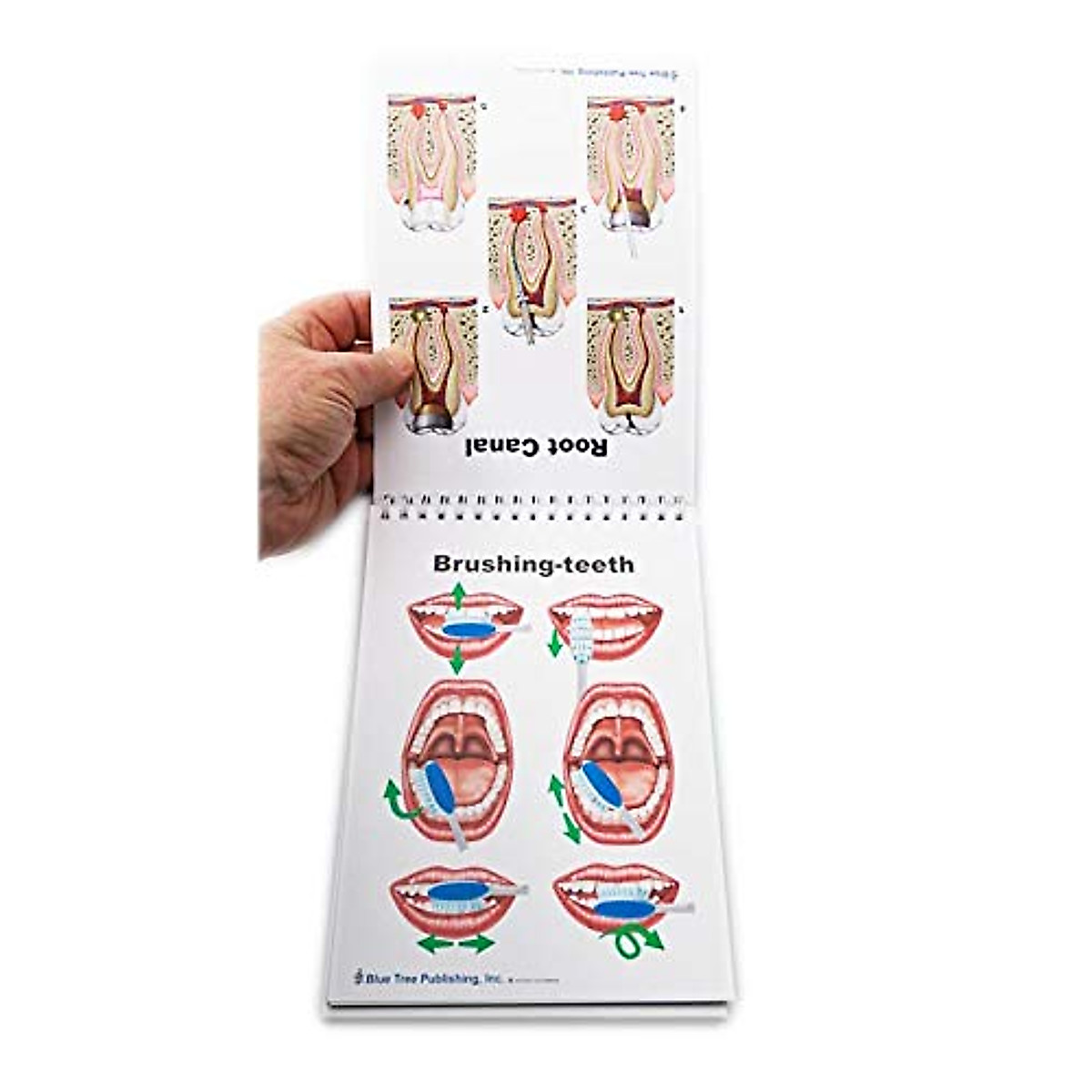 Dental Charts (Flip Chart, Stand up)
