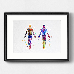 Dignovel Studios 8X10 Unframed Muscular System Human Body Anatomy Watercolor Art Print Poster Housewarming Wall Giclee Office Home Decor DN532