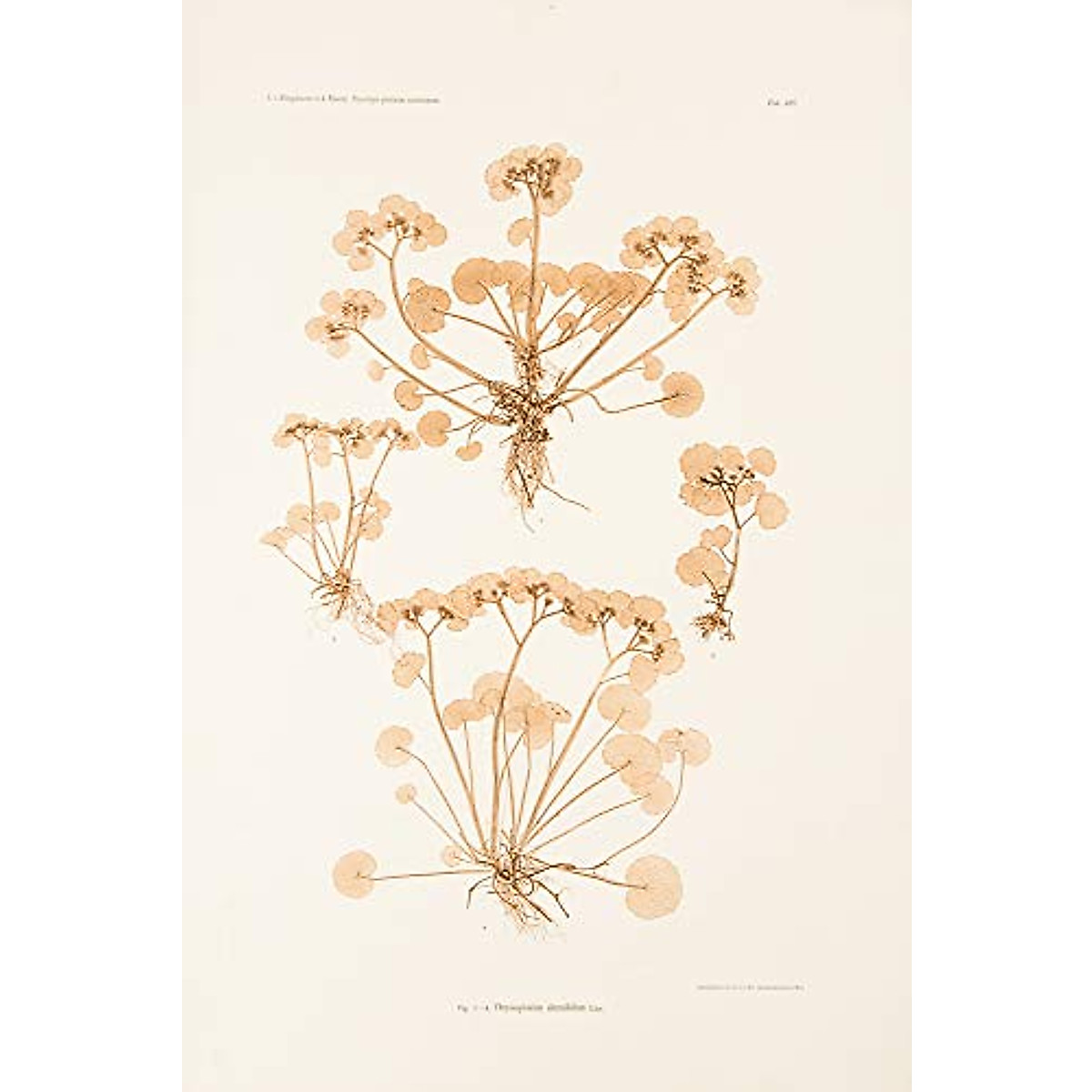 Chrysosplenium alternifolium