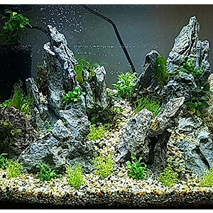 Pearlweed Bundle Micranthemum Micranthemoides Freshwater Carpet Live Aquarium Decorations Aquatic Plants for Fish Tank