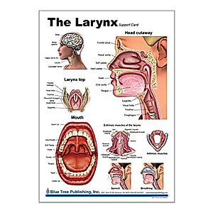 Larynx Anatomy Chart