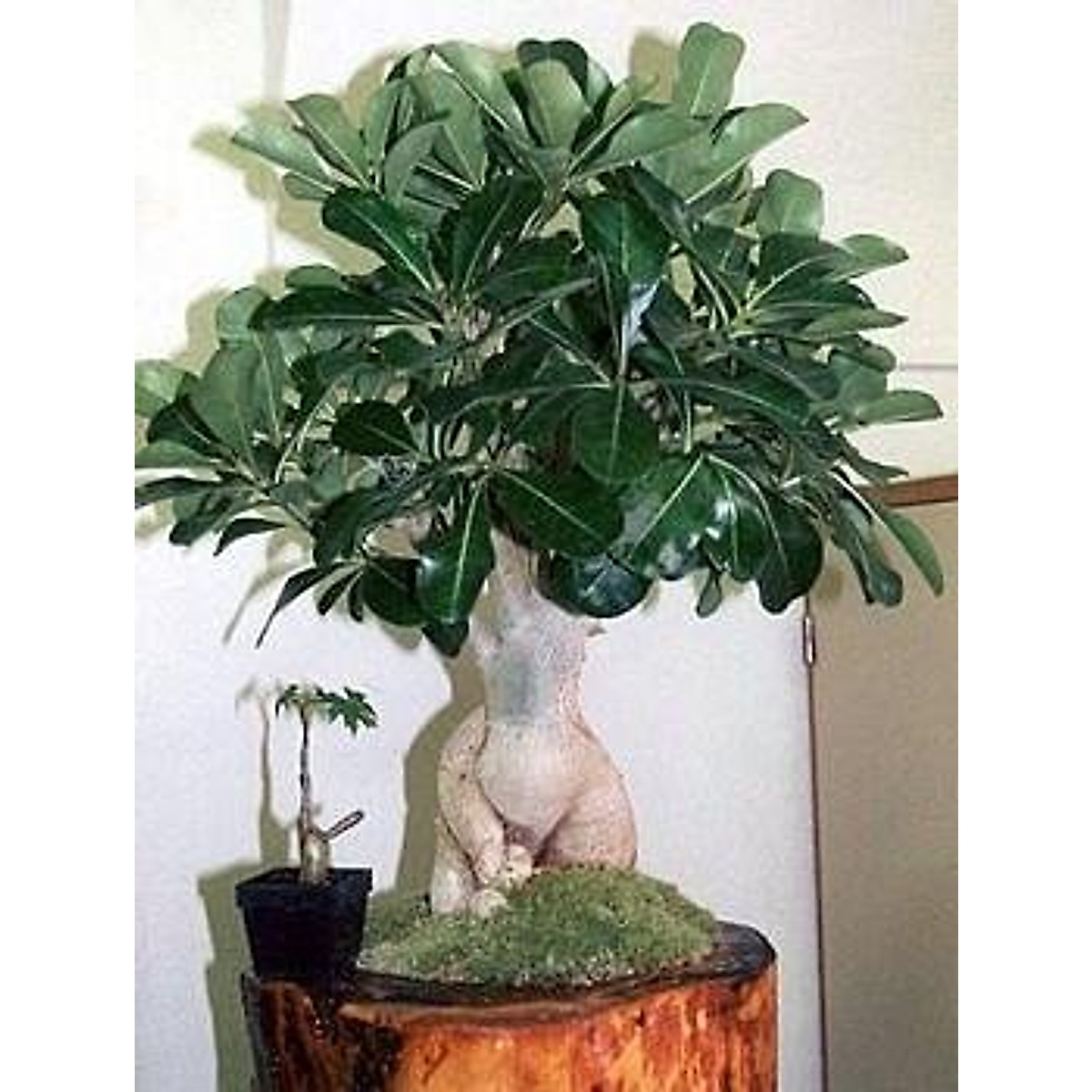 Desert Rose Plant - Adenium obesum - Natural Bonsai or House Plant - 4" Pot