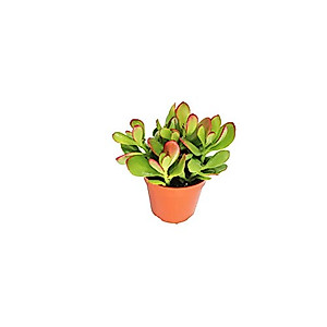 Crassula Ovata (Sunset Jade) -4'' from California Tropicals