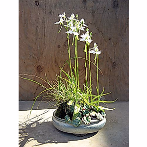 1358-White Dove/Egret Flower (Pecteilis,Habenaria radiata) Seeds by Robsrareandgiantseeds UPC0764425788737 Non-GMO,Organic,USA Grower,Historic plants,Showy,Bonsai,Exotic,Orchid,1358 Package of 5 Seeds