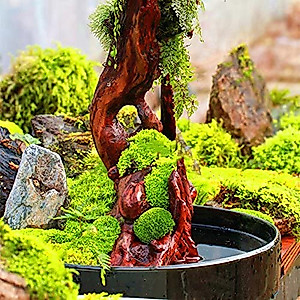 100Pcs/Pack Moss Seeds Home DIY Bonsai Decoration Grass Seeds Potted Plants Seeds